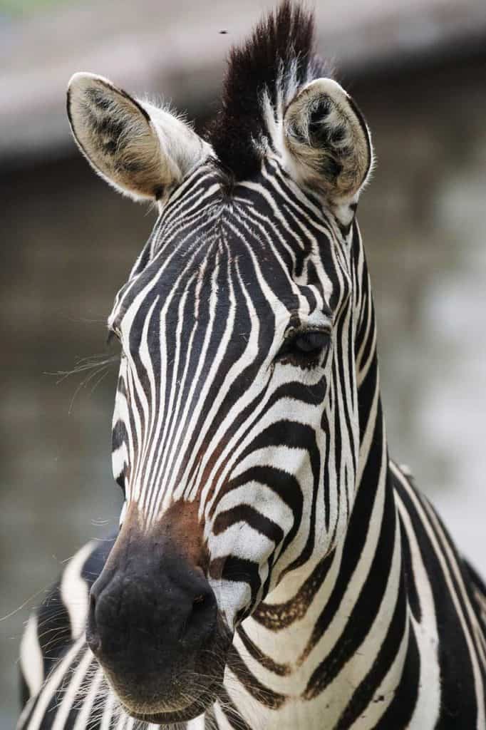 Zebra Dream Symbol Meaning