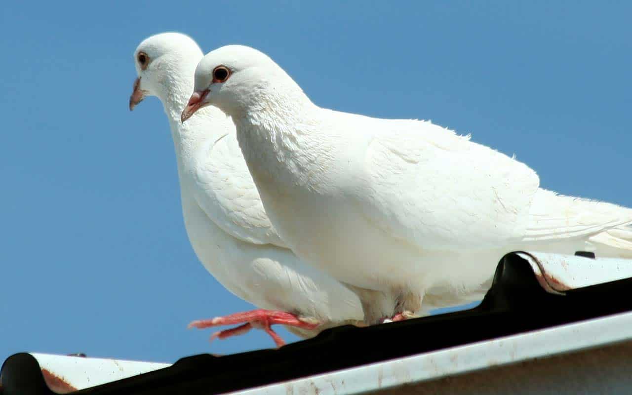 Dove Symbolism Pigeon Meaning