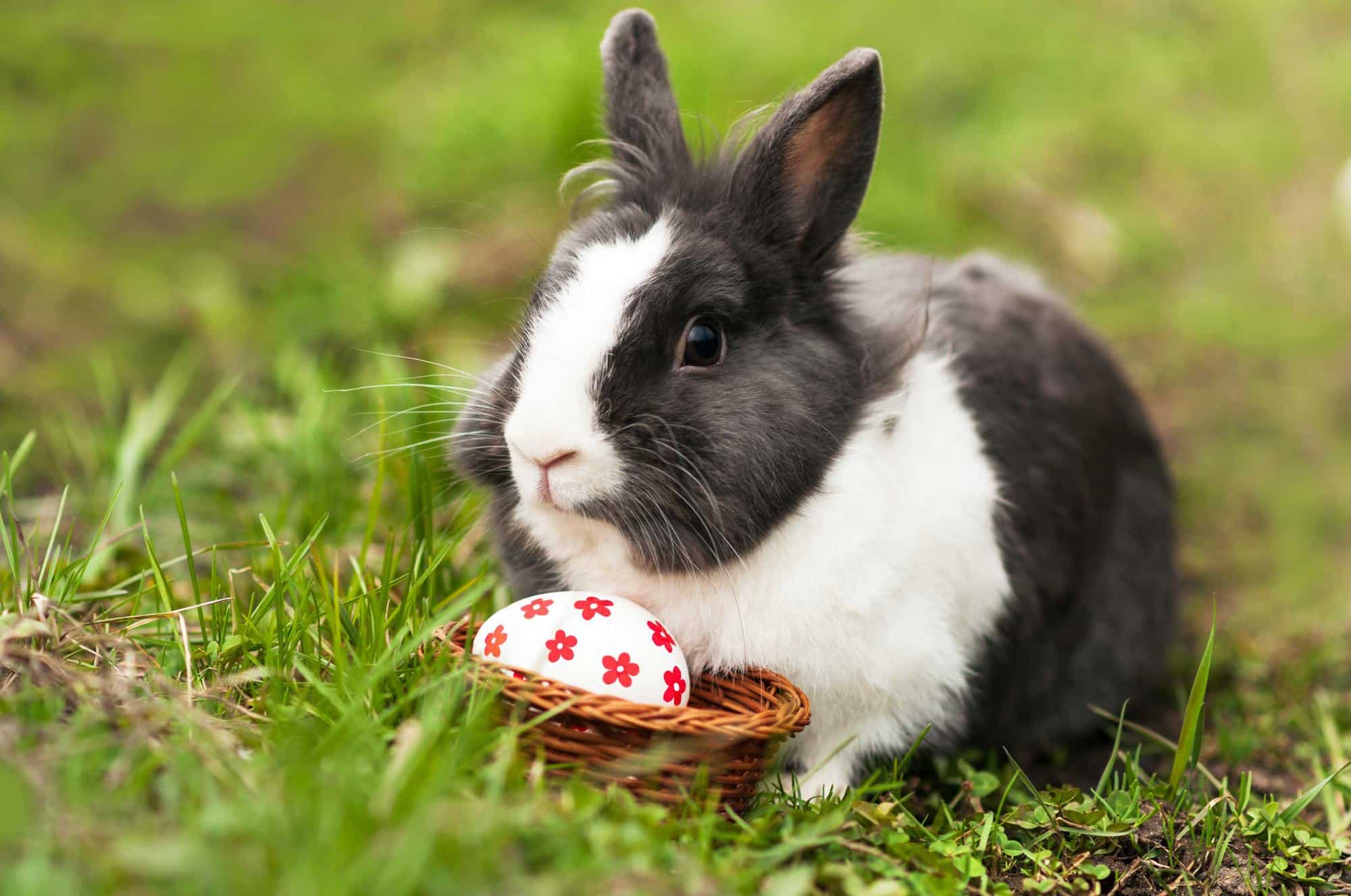 Rabbits and Bunny Dream Meaning
