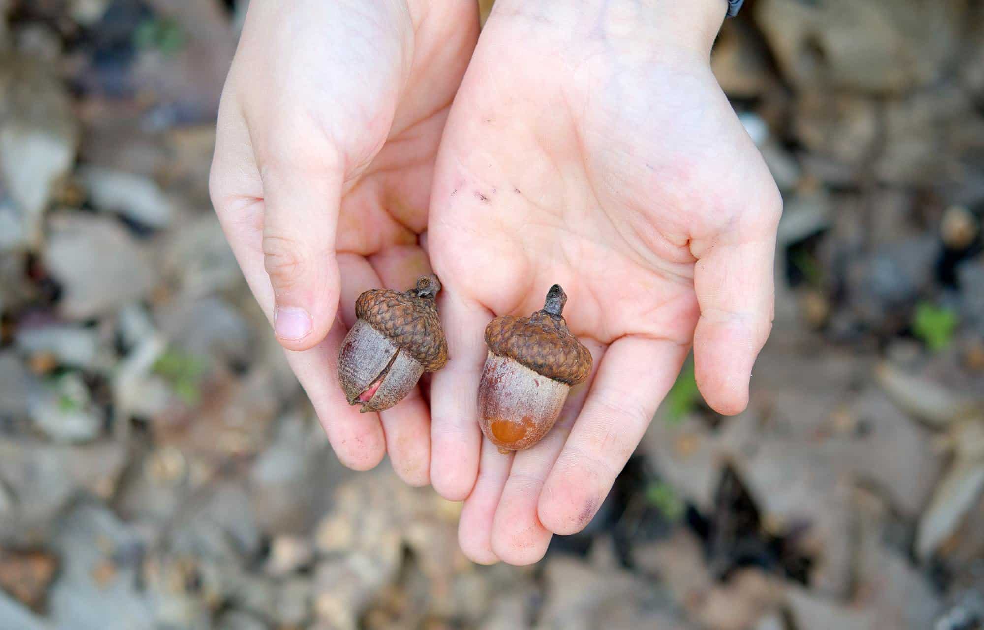 Acorn Dream Meaning Interpretation and Symbolism Acorn Dream Meaning Interpretation and Symbolism
