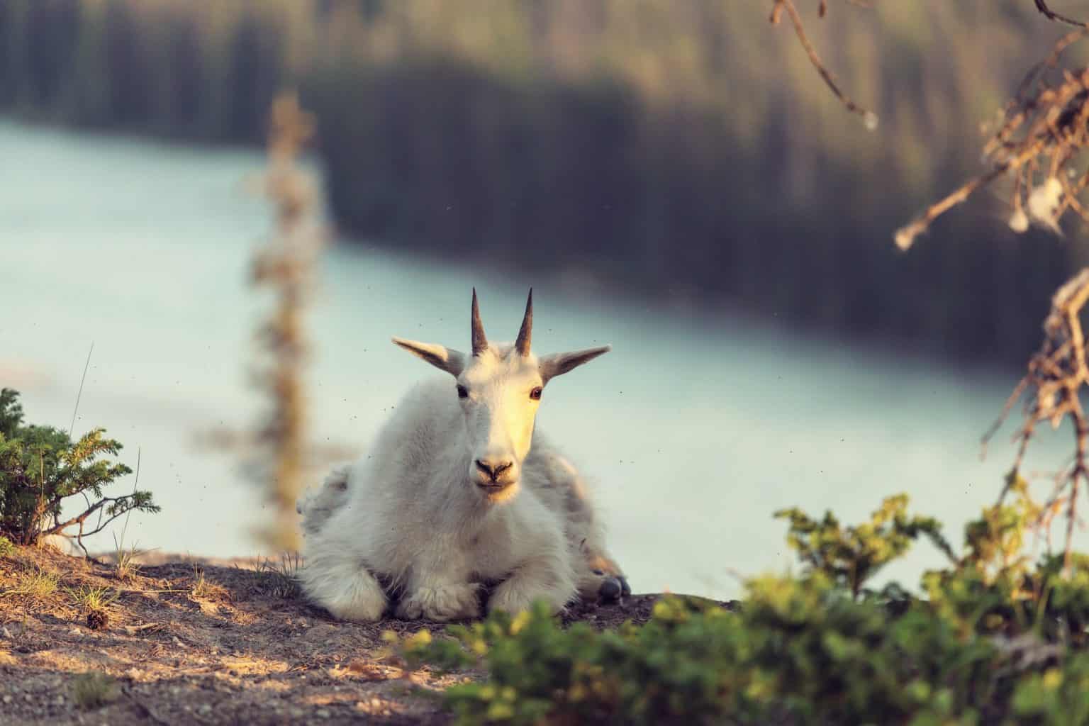 Goat Dream Meaning