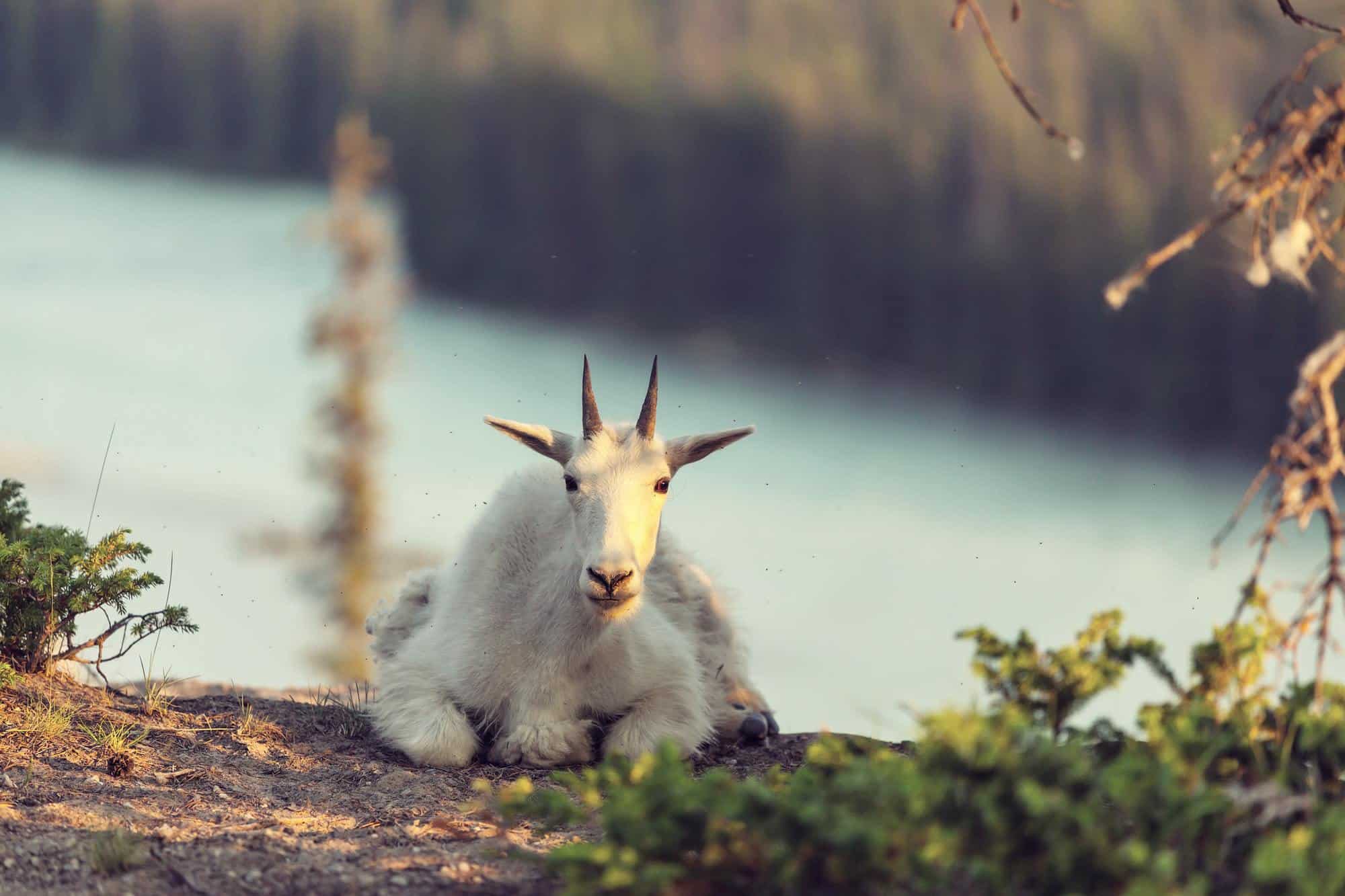 Goat Dream Meaning