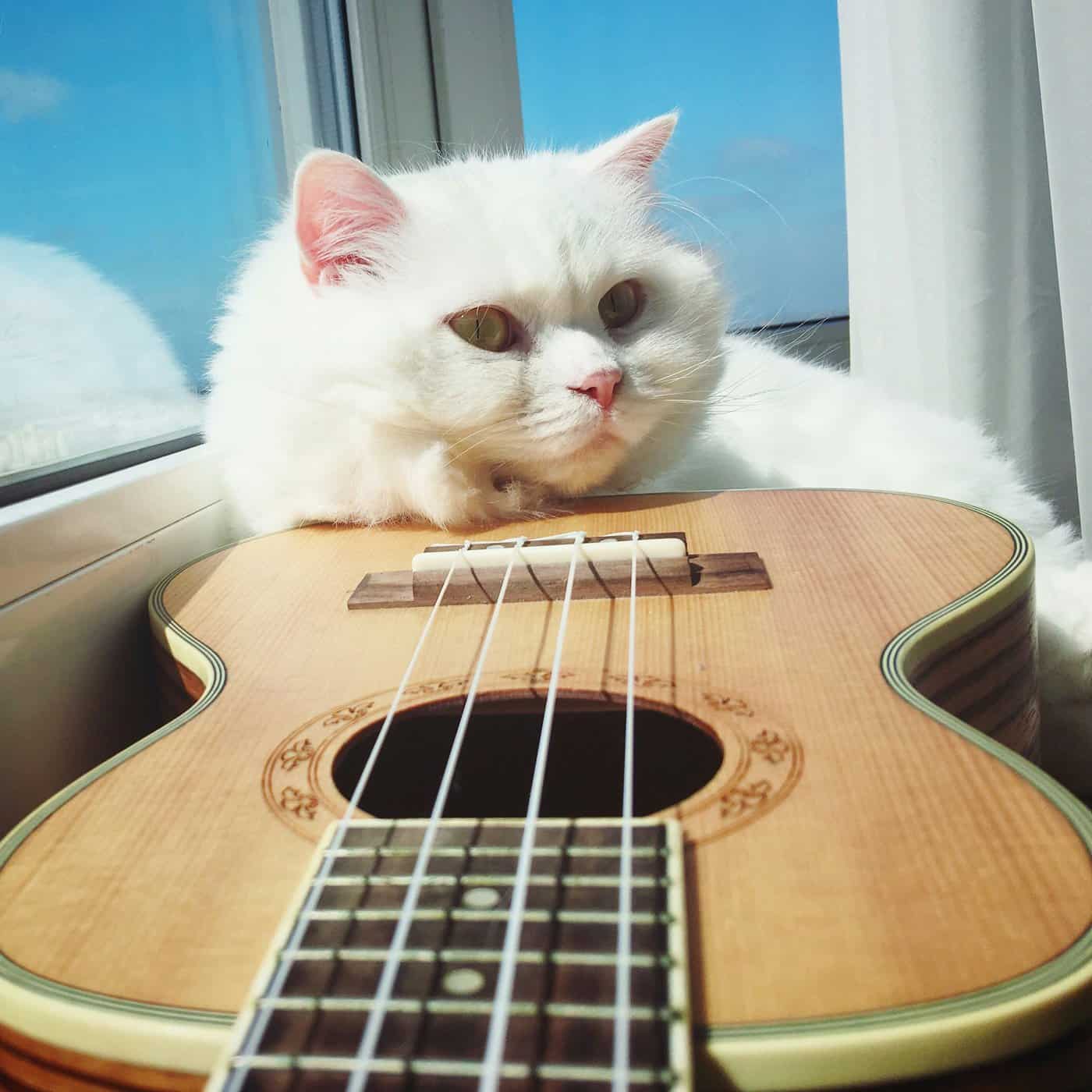 Ukulele Dream Meaning